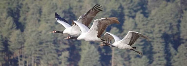 Arunachal: The Vibrant Village ‘Zemithang’ at a Glance