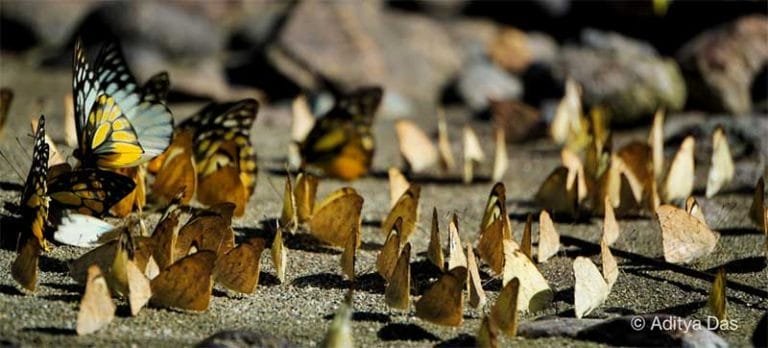 Arunachal: Butterfly Walk & Nature Trail Event held at Kamlang Tiger ...
