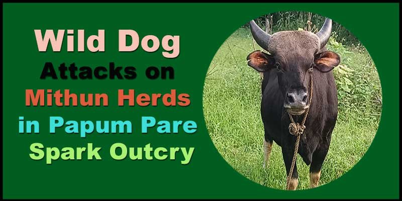Arunachal: Mithun Farmers in Distress as Wild Dog Attacks Escalate in ...