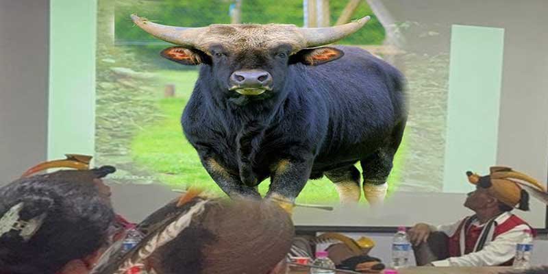 Arunachal: Rising Mithun Deaths Due to Wild Dogs Spark Urgent ...