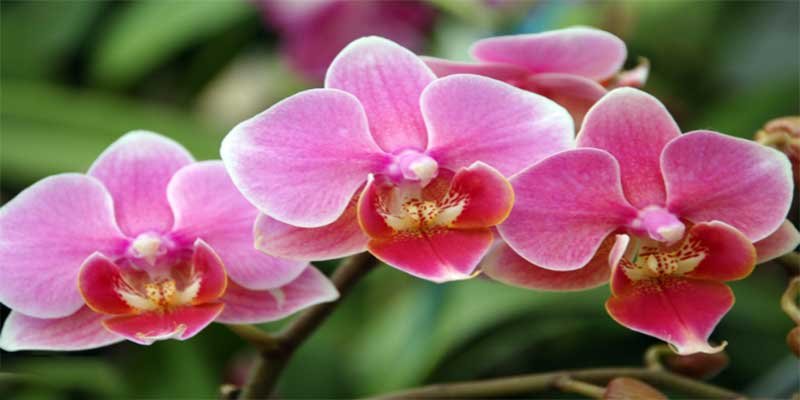 Pema Khandu’s Vision: Arunachal Pradesh Becomes India’s First Orchid ...