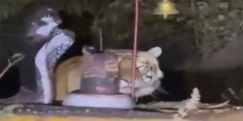 Viral Video of a Tiger Seen Near Shivling Sparks Devotion, Caution